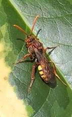 The birds & the bees – Rambling Rose