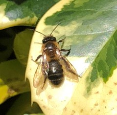 The birds & the bees – Rambling Rose