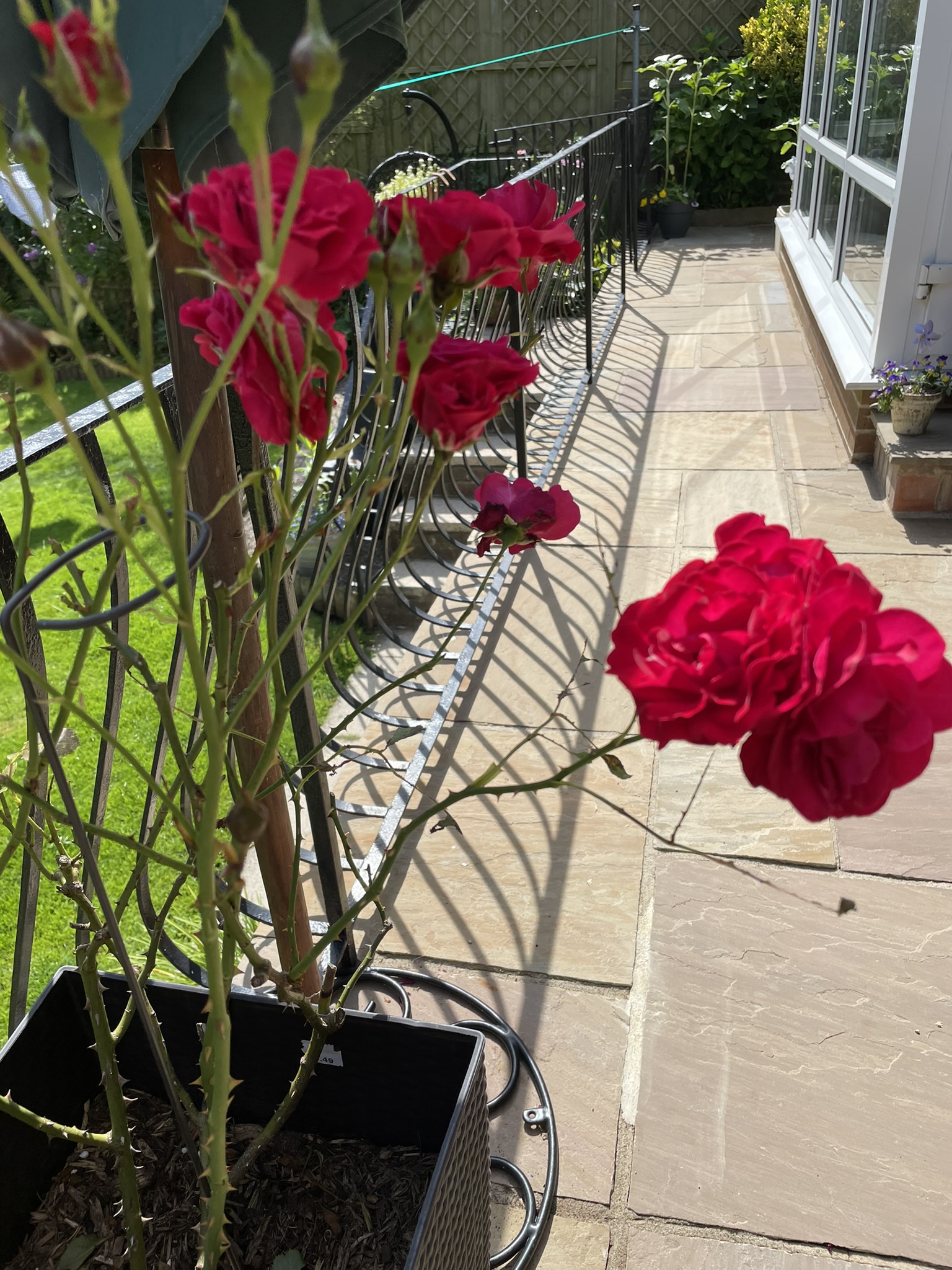 Battles, a bodge up and a baby – Rambling Rose